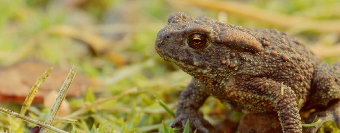 Kryp på! Groddjur :: Naturstigen